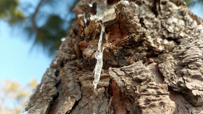 Chir Gond or Gum of Pine Tree Acacia Gum Closeup Stock Photo - Image of ...