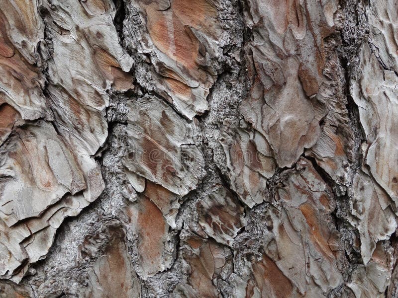 Wood Chir Stock Photos - Free & Royalty-Free Stock Photos from Dreamstime