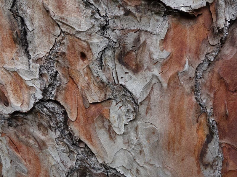 Chir pine bark stock photo. Image of grey, pine, chir - 50886670