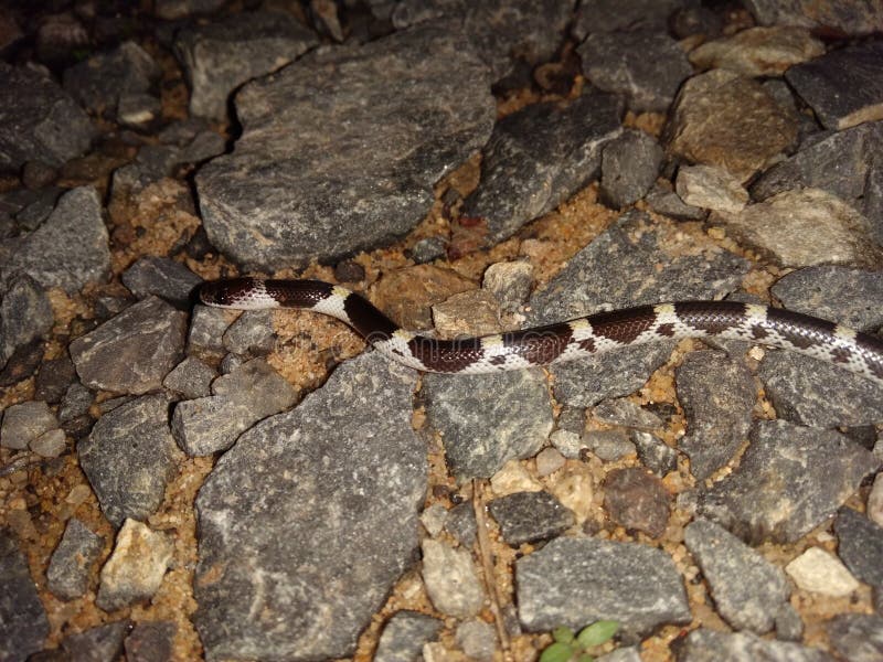 Chirimiri Snake Stock Photos - Free & Royalty-Free Stock Photos from ...