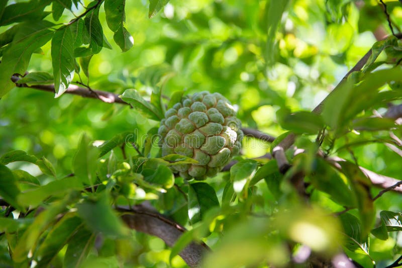 Chirimoya or Cherimoya Tree Stock Image - Image of organic, malaysian ...