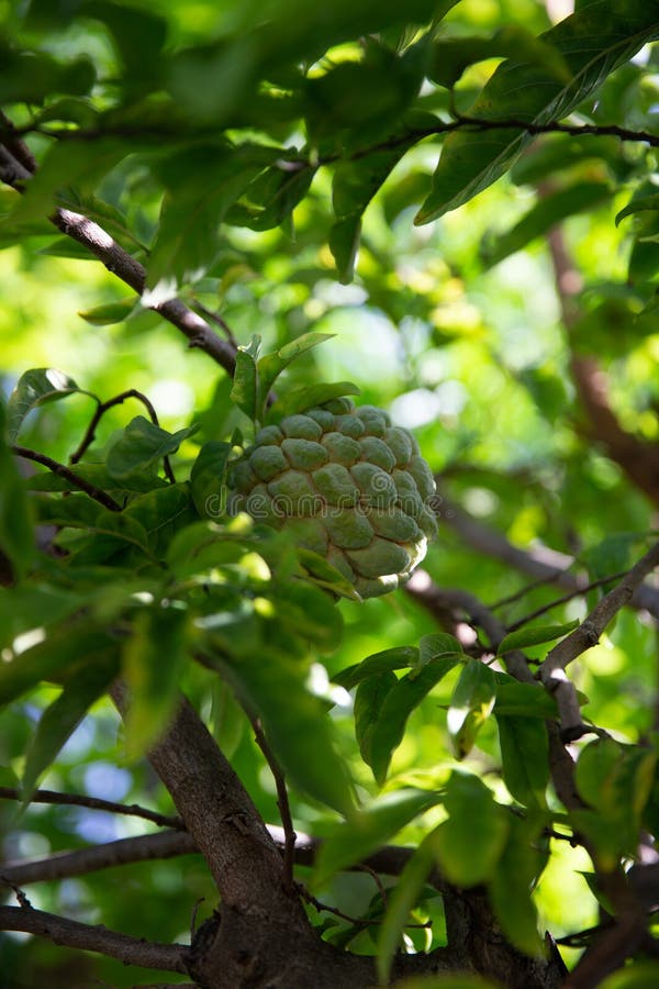 Chirimoya or Cherimoya Tree Stock Image - Image of portrait, tropics ...