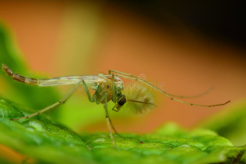 Chironomid stock photo. Image of color, macro, chironomid - 59522872