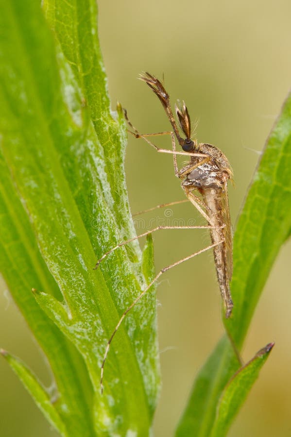 Chironomidae (male) stock image. Image of mufflehead - 25198435