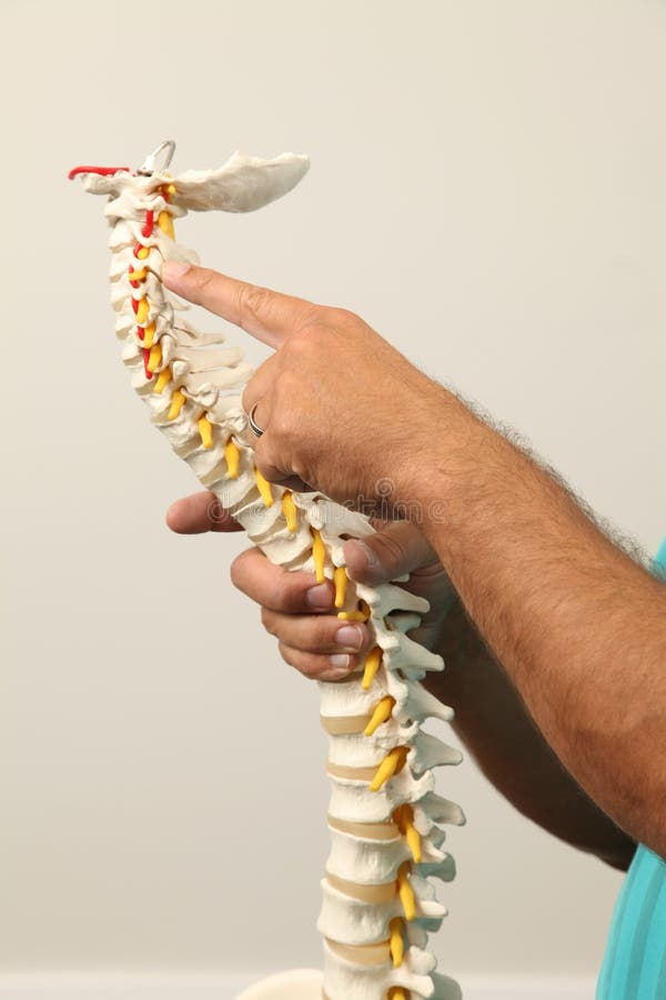 Chiropractor stock image. Image of model, service, standing - 45442873