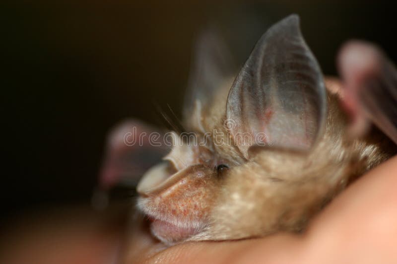 Chiropterologist Holding and Studying a Bat Stock Image - Image of fear ...