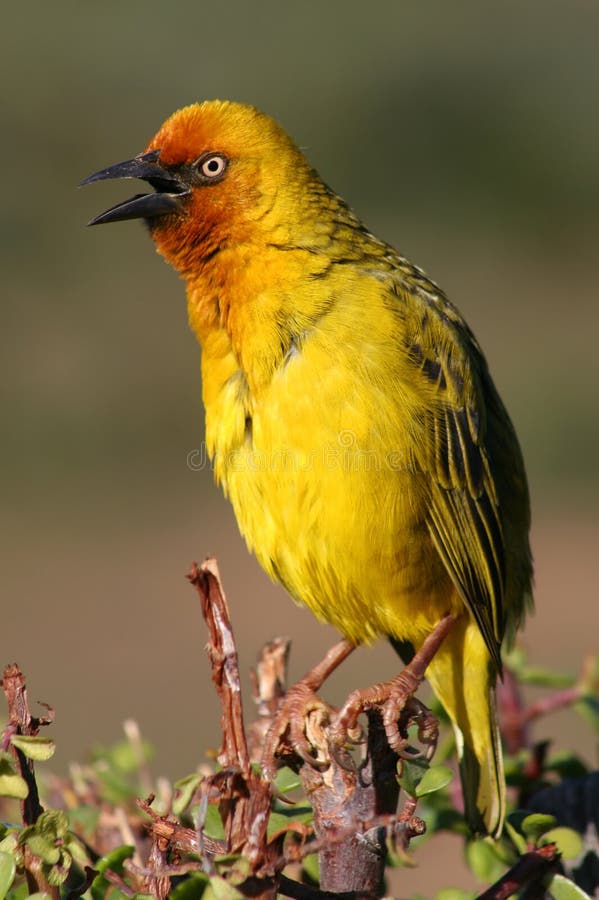 Male red bishop bird stock photo. Image of wilderness - 5049224