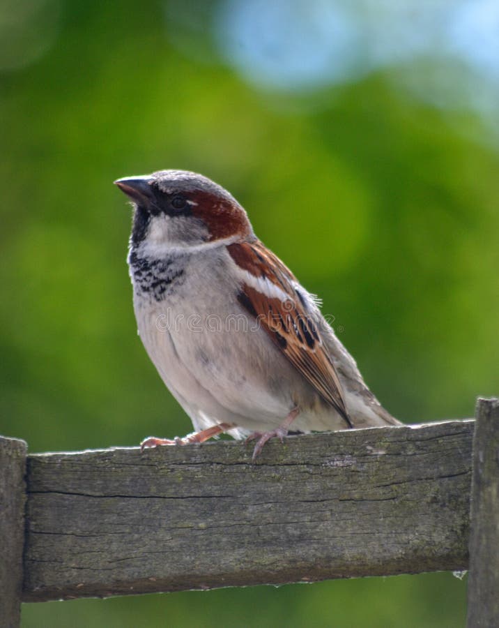 Chirpy little sparrow stock image. Image of chirpy, bird - 182614539