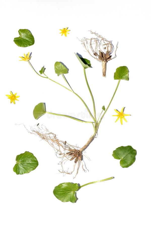 Chistyak Spring Flower on a White Background. Stock Image - Image of ...