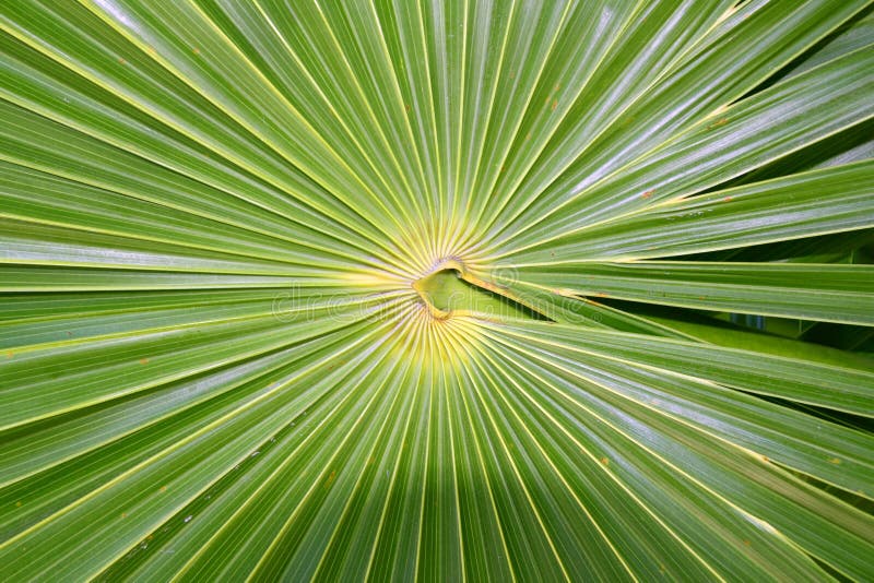 Chit Florida Thatch Palm THRINAX RADIATA Stock Image - Image of culture ...