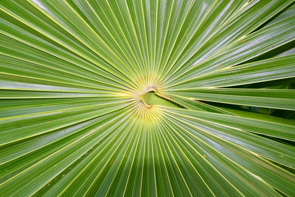 Chit Palm Tree Stock Photos - Free & Royalty-Free Stock Photos from ...