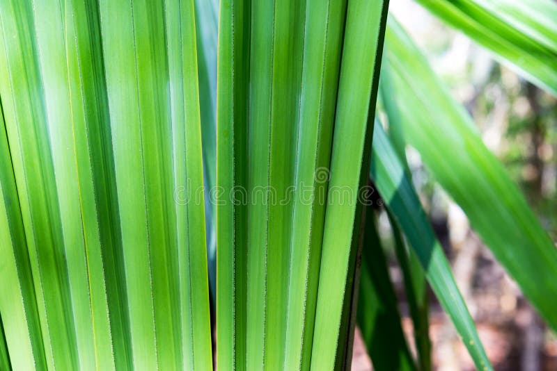 Chit Palm Trees in Caribbean Beach Sand Tulum Stock Image - Image of ...
