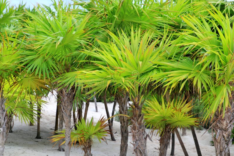 Chit Palm Trees in Caribbean Beach Sand Tulum Stock Image - Image of ...