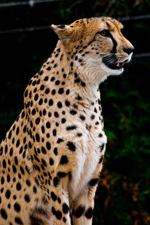 Guepardo foto de stock. Imagem de majestoso, wildlife - 12409208