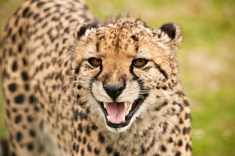 Olhando a chita imagem de stock. Imagem de savana, animais - 48785