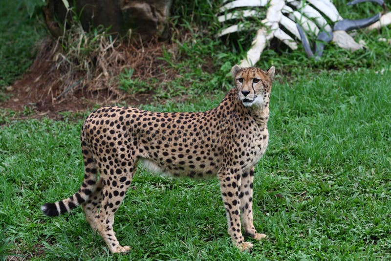 Guepardo a olhar imagem de stock. Imagem de savana, animais - 48785