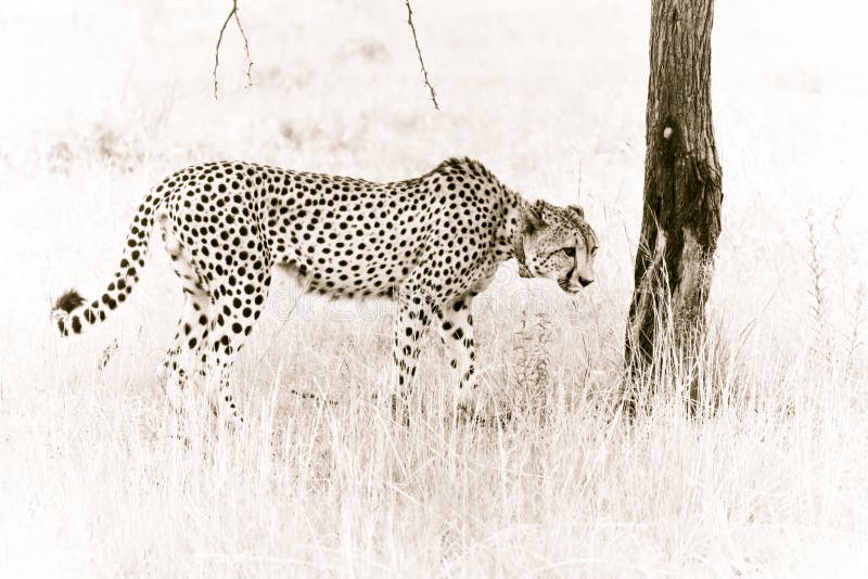 Chita foto de stock. Imagem de chita, revestimento, animal - 23716464