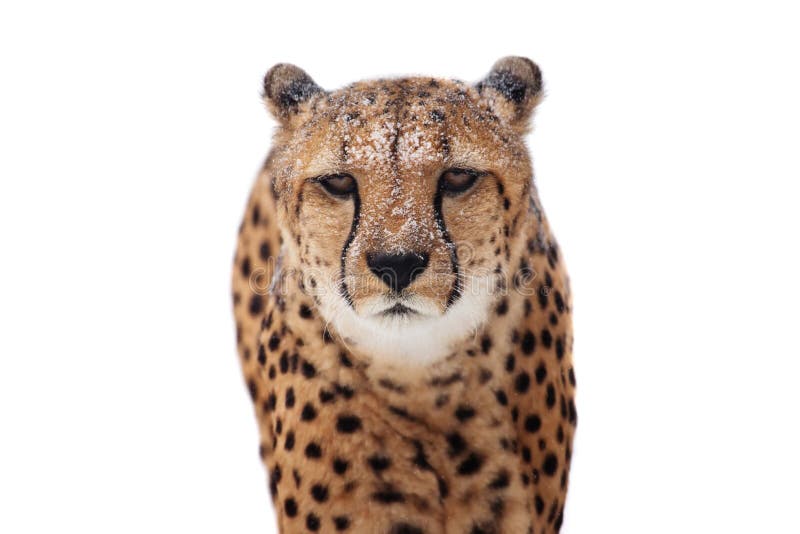 Chita imagem de stock. Imagem de pele, endangered, felino - 33314091