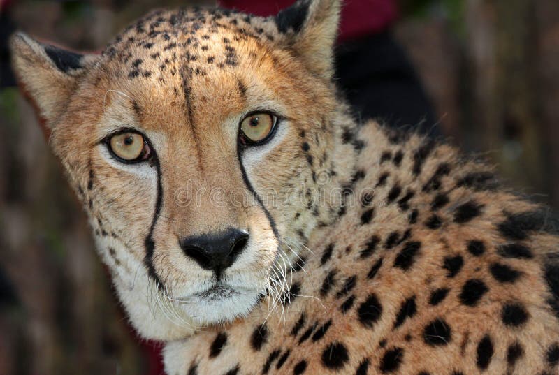 Chita foto de stock. Imagem de aventura, olhar, ataque - 35161362