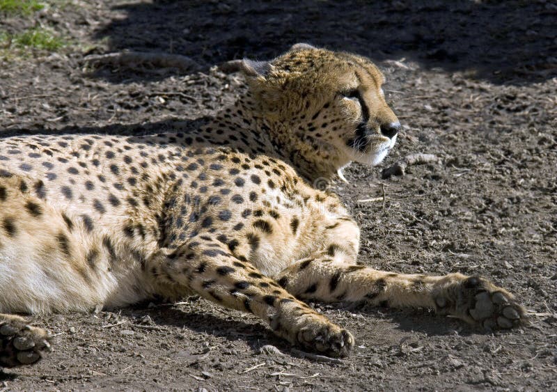 Cheetah foto de stock. Imagem de leste, rapina, habitat - 103276920