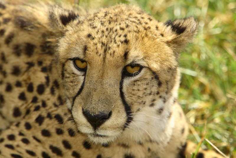 Chita imagem de stock. Imagem de africano, destemido, animal - 807747