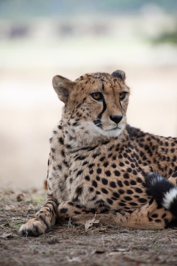 Chita foto de stock. Imagem de africano, gato, chita - 10575322