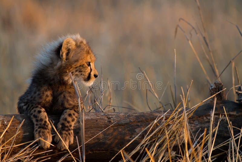 Filhote de chita imagem de stock. Imagem de fofofo, animal - 21623983