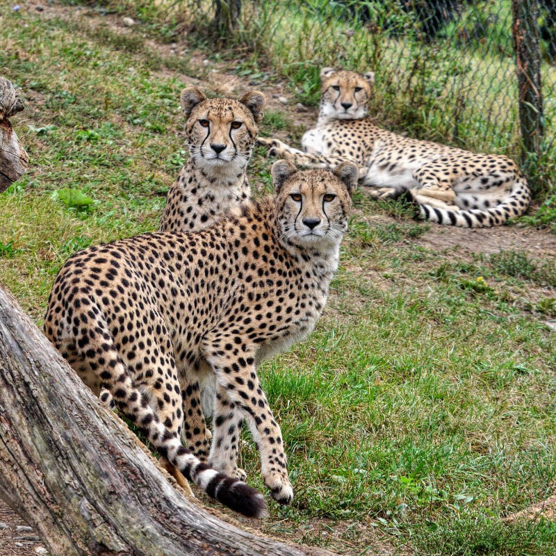 Cheetahs foto de stock. Imagem de felino, predador, animais - 77153096