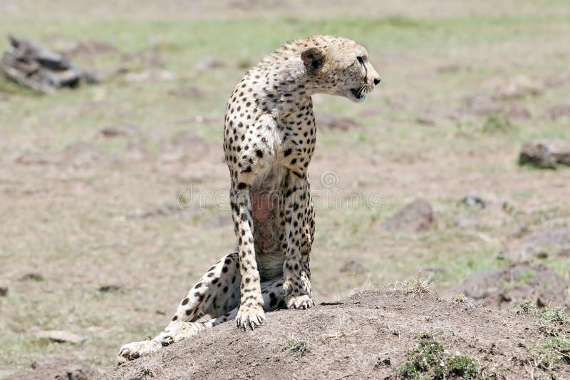 Chita (jubatus Do Acinonyx) Foto de Stock - Imagem de wildlife, chita ...