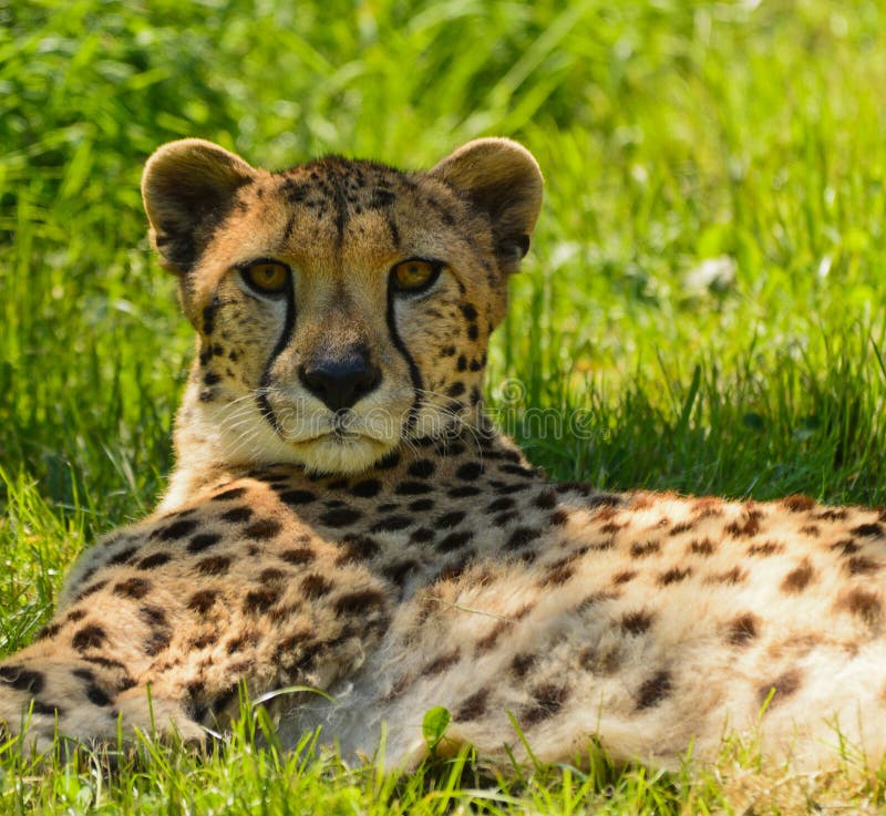 Chita - Jubatus Do Acinonyx Foto de Stock - Imagem de pele ...