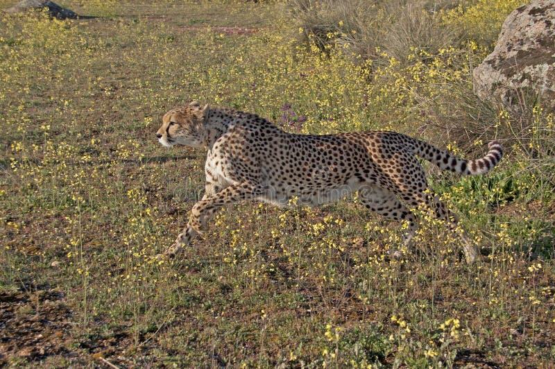 Silhueta running da chita imagem de stock. Imagem de running - 61682999