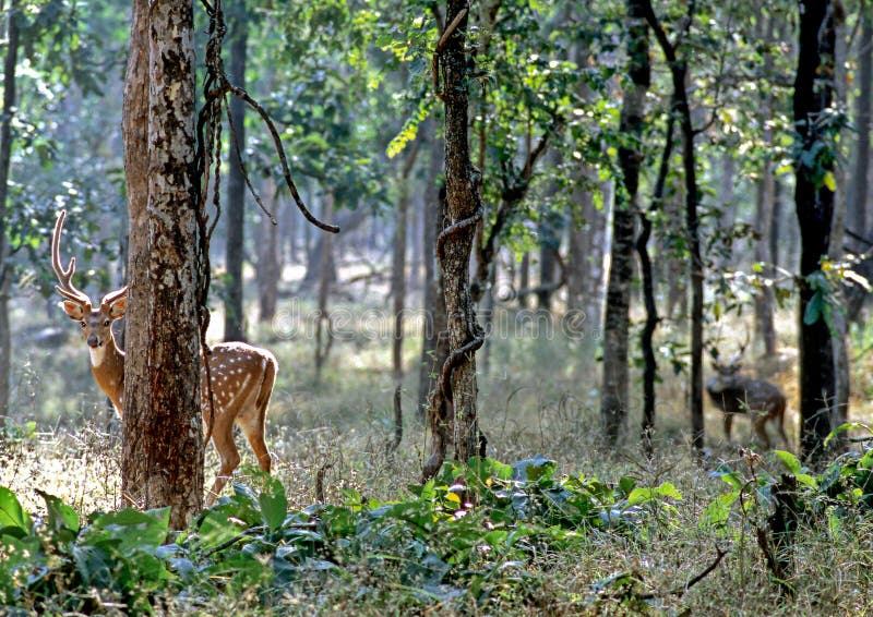 Chital stock image. Image of axis, cheetal, antler, spots - 1179795
