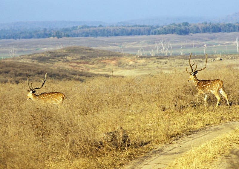 Chital Picture. Image: 1179835