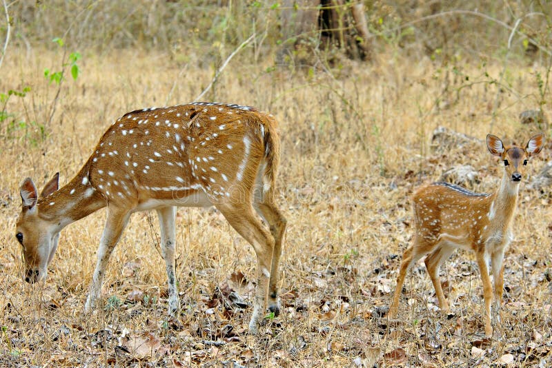 Chital stock image. Image of karnataka, axis, sanctuary - 2216367