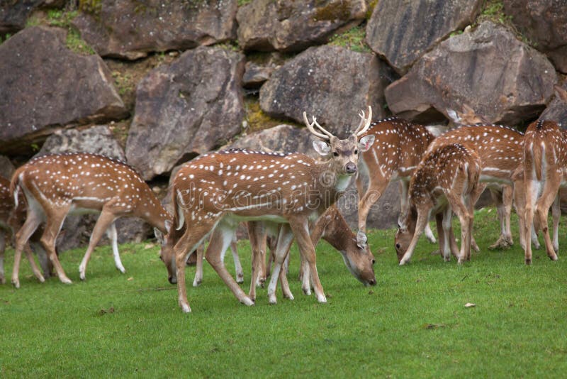 Chital Axis axis stock photo. Image of mammal, natural - 87269136