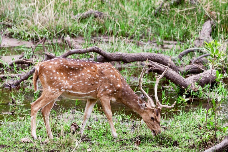 Chital or Cheetal Deer (Axis Axis), Stock Photo - Image of spotted ...