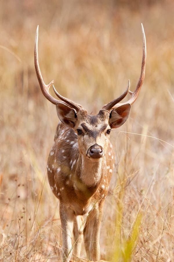 Chital or Cheetal Deer (Axis Axis), Stock Image - Image of standing ...