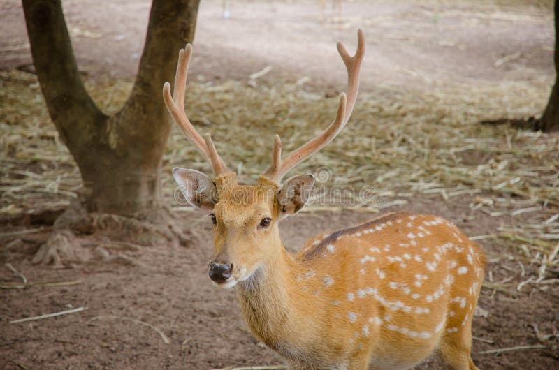 Chital or Cheetal Deer (Axis Axis) Stock Photo - Image of brown, deer ...