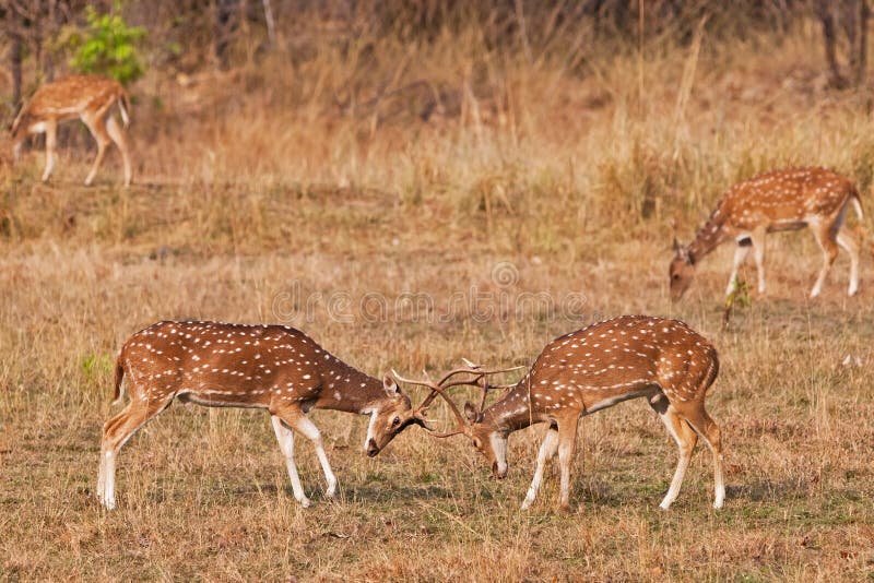 Chital or Cheetal Deers (Axis Axis), Stock Image - Image of park ...