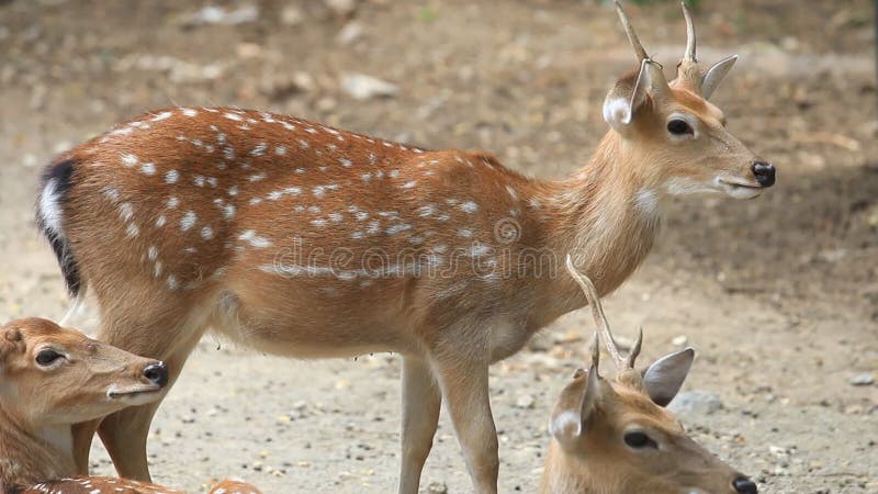 The Chital, Cheetal, and Axis Deer Moving and Eating Grasses. the ...