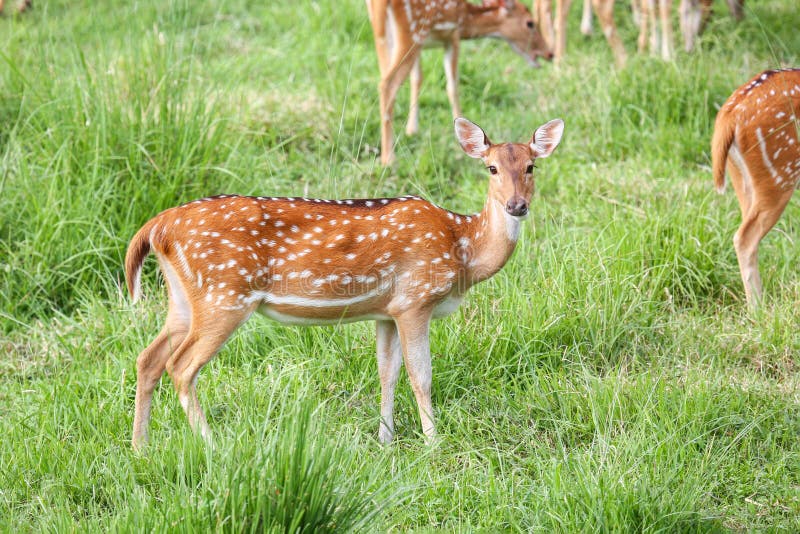 Chital Deer stock photo. Image of cheetal, axis, feeding - 353397038