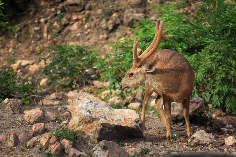 Chital deer stock image. Image of imported, lanka, spots - 35937677