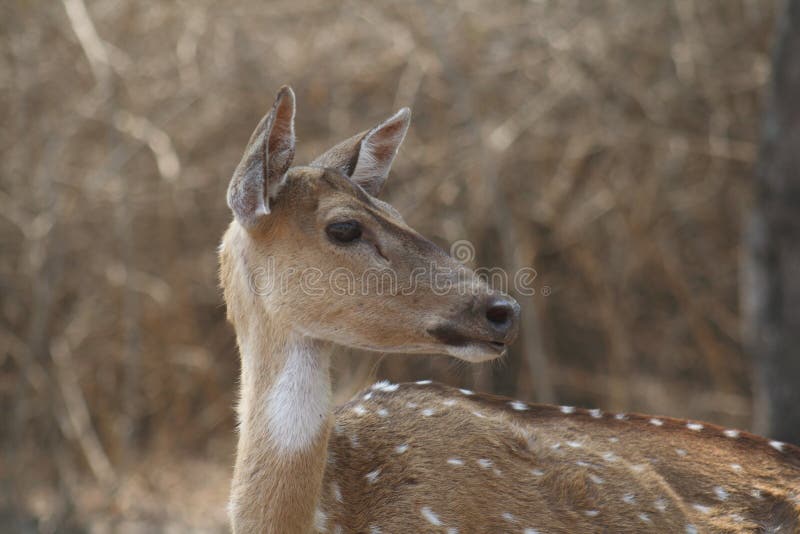 Chital Doe stock image. Image of stag, bandipur, quadruped - 2999739