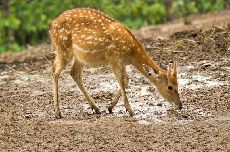 Chital in forest stock photo. Image of national, elaphus - 73464474