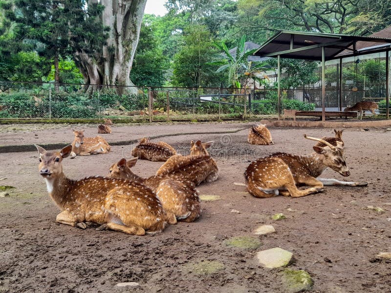 The chital Axis axis editorial stock photo. Image of farm - 222021533