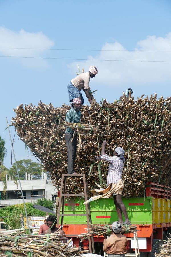 Workers Loading Sugar Cane Onto Truck Editorial Stock Image - Image of ... Workers Loading Sugar Cane Onto Truck Editorial Stock Image - Image of ...