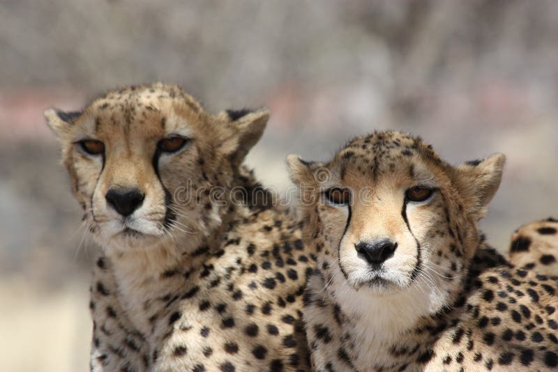 Chitas imagem de stock. Imagem de câmara, dourado, fundo - 22290647