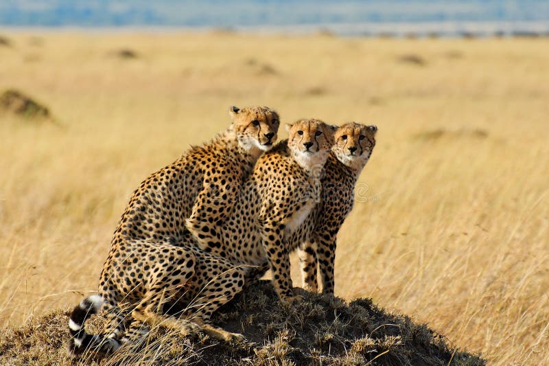 Chitas No Masai Mara National Reserve, Kenya Imagem de Stock - Imagem ...