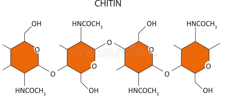 Chitine illustration de vecteur. Illustration du était - 247697848