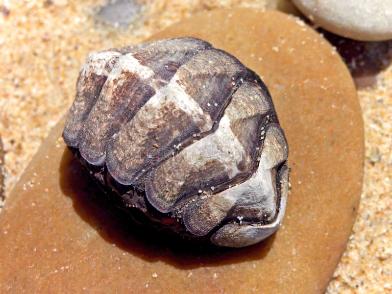 Chiton stock image. Image of animal, colour, natural - 33220561